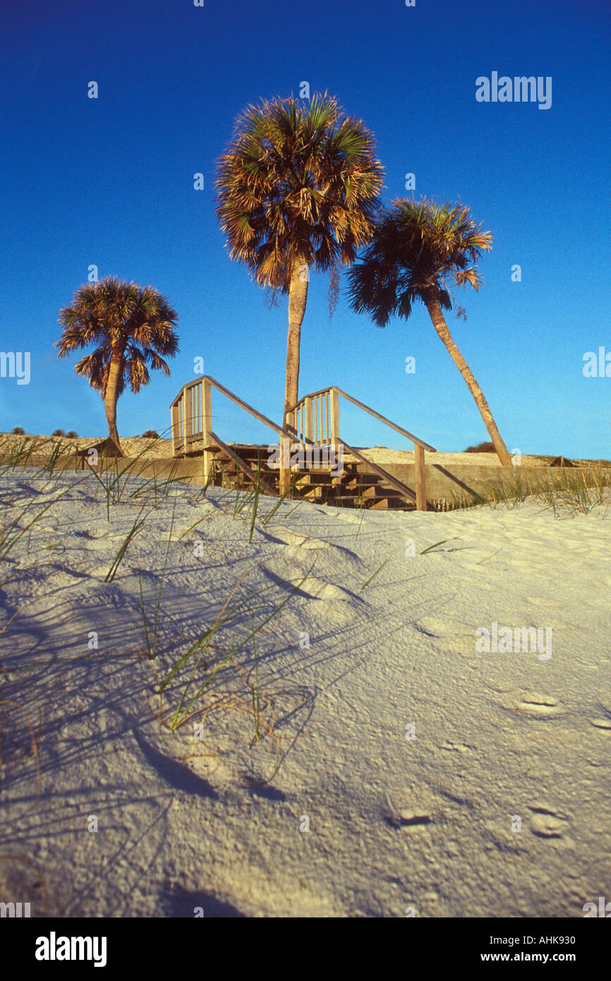 Three Palm Trees Stock Photo - Alamy