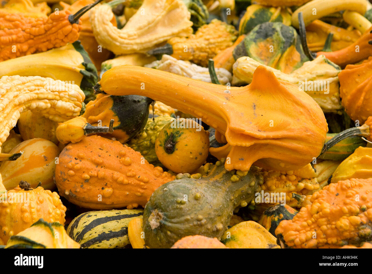 Strange squash pumpkins for ornamental vegetable Stock Photo - Alamy