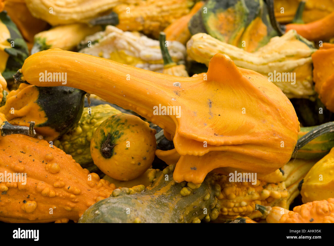 Strange squash pumpkins for ornamental vegetable Stock Photo - Alamy