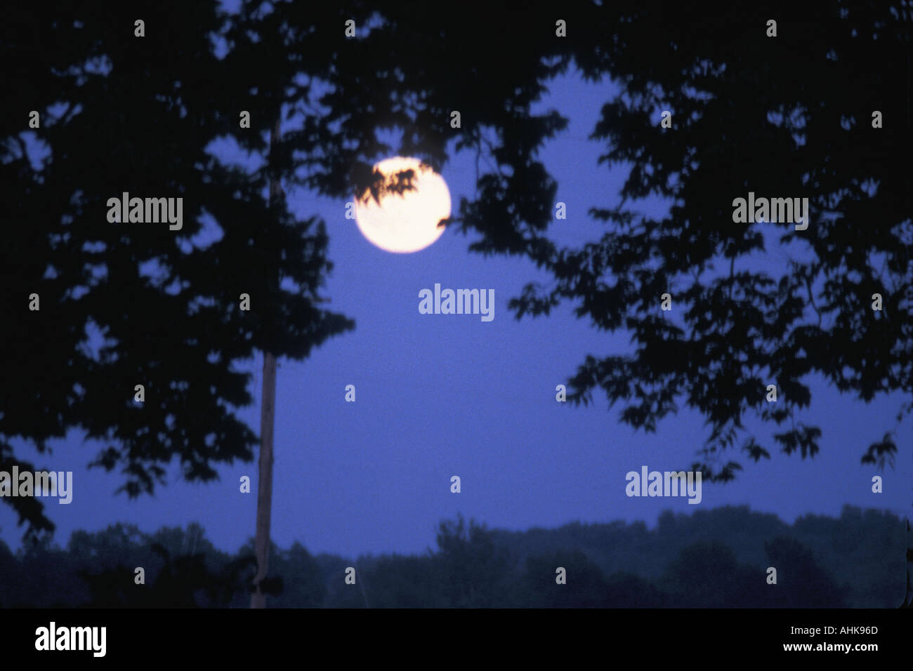 Full Moon through Trees Stock Photo - Alamy