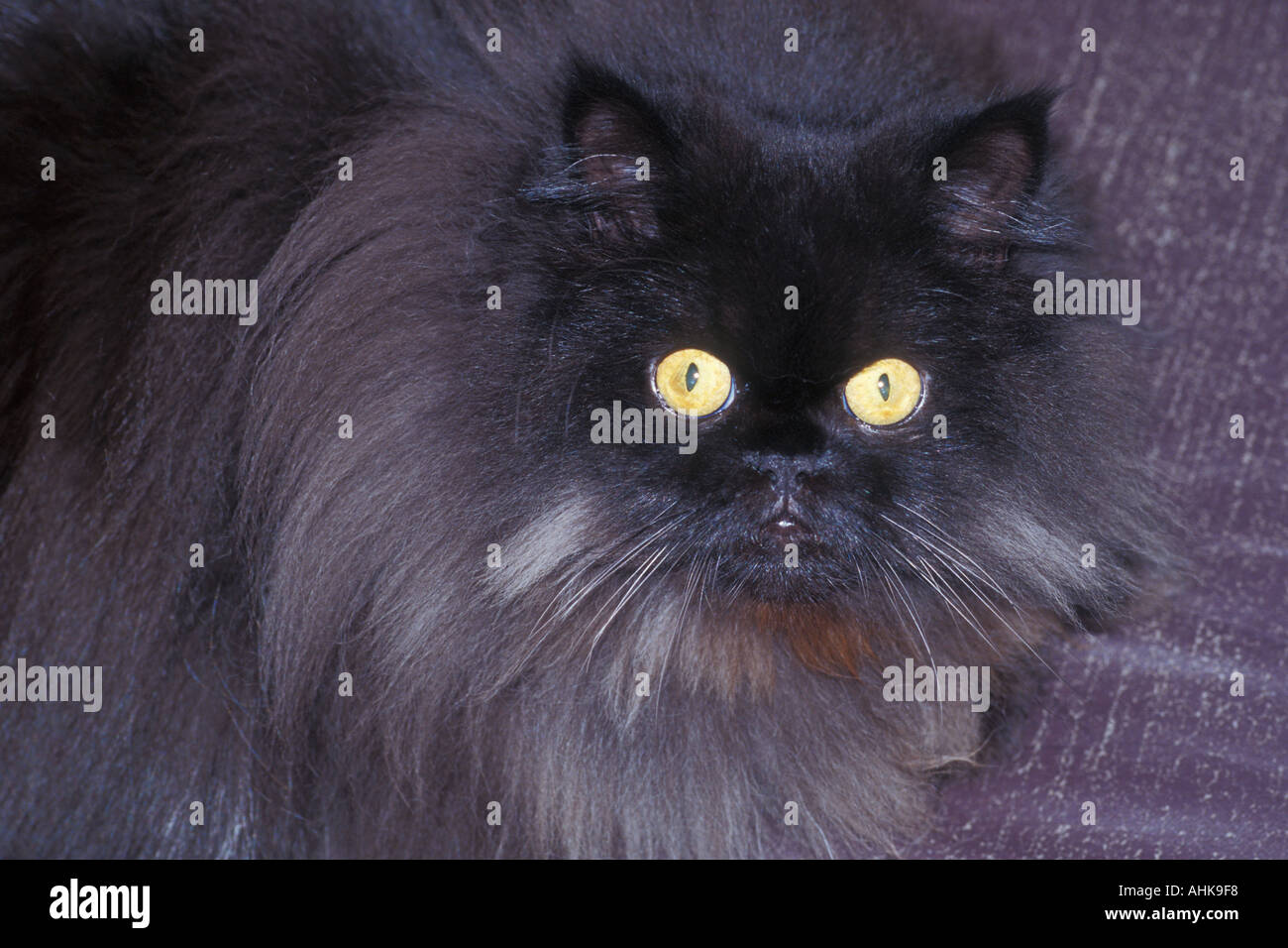 Long Haired Persian Cat Stock Photo - Alamy