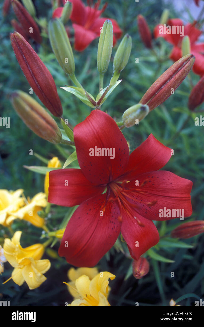 Asiatic Red and Stella o Dora Lilies Stock Photo - Alamy