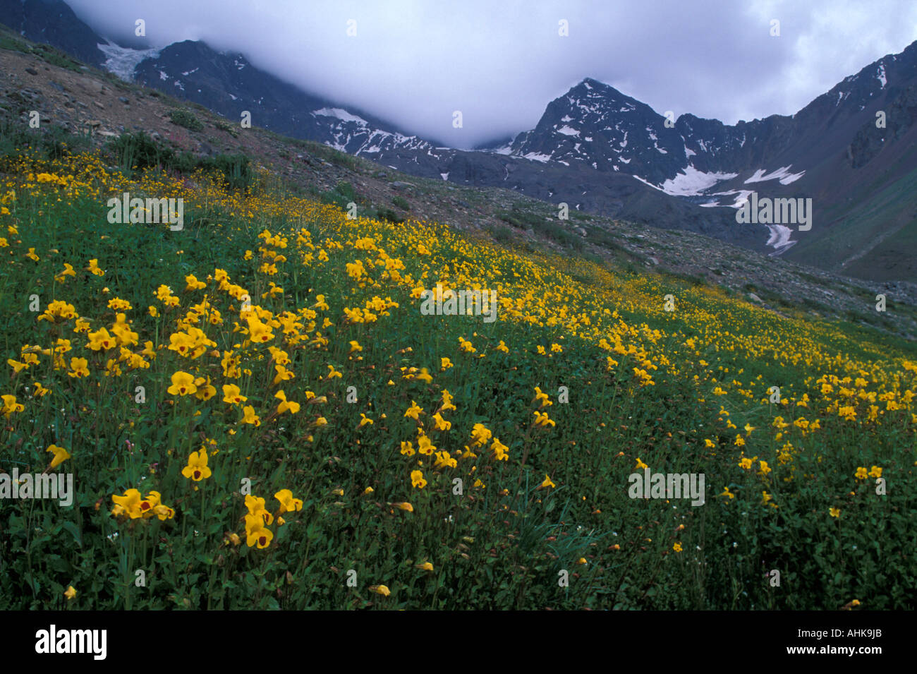Chile El Morado National Park Summer wildflowers bloom at base of Cerro ...