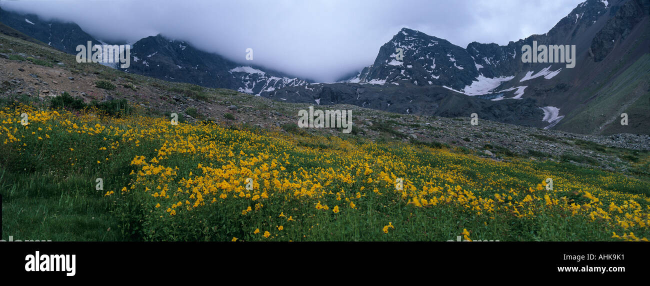 Chile El Morado National Park Summer wildflowers bloom at base of Cerro ...