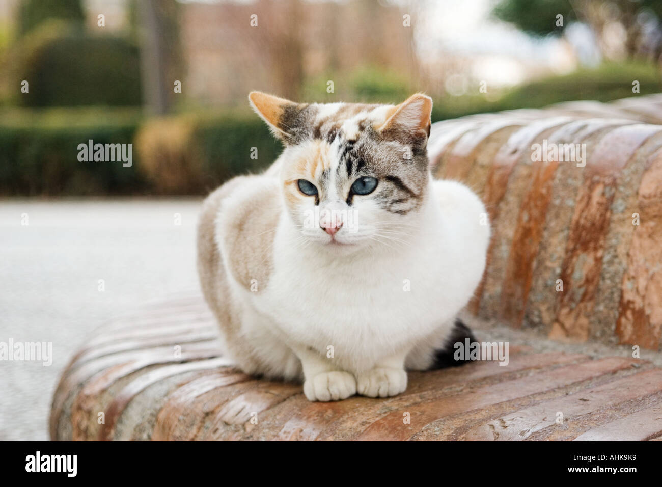 Granada cats hi-res stock photography and images - Alamy