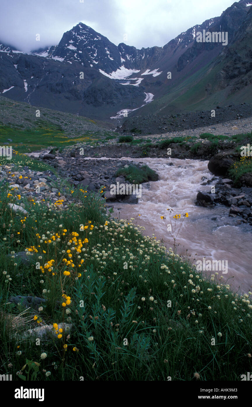 Chile El Morado National Park Summer wildflowers bloom by stream near ...