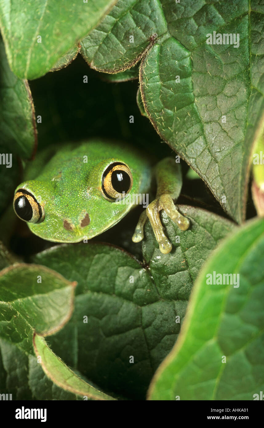 Tree frog peeping hi-res stock photography and images - Alamy