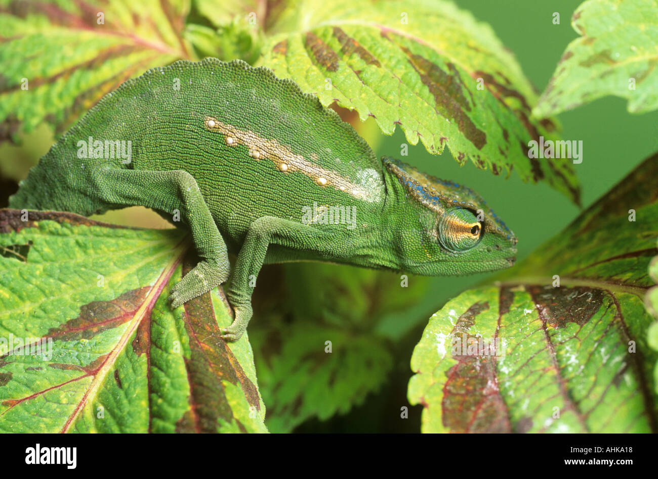 Chameleon Camouflage High Resolution Stock Photography and Images - Alamy