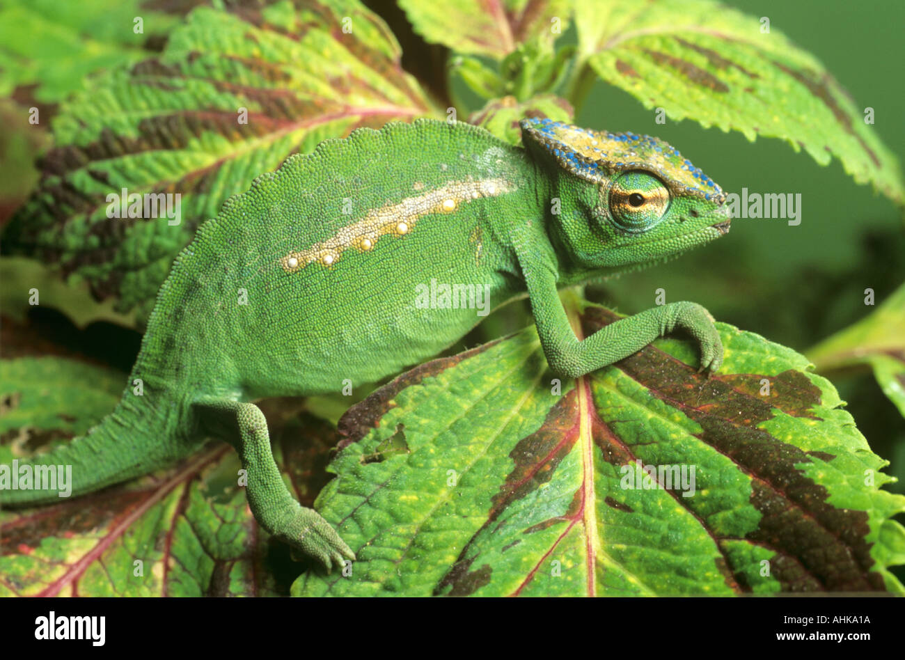 Camouflage Adaptation High Resolution Stock Photography and Images - Alamy