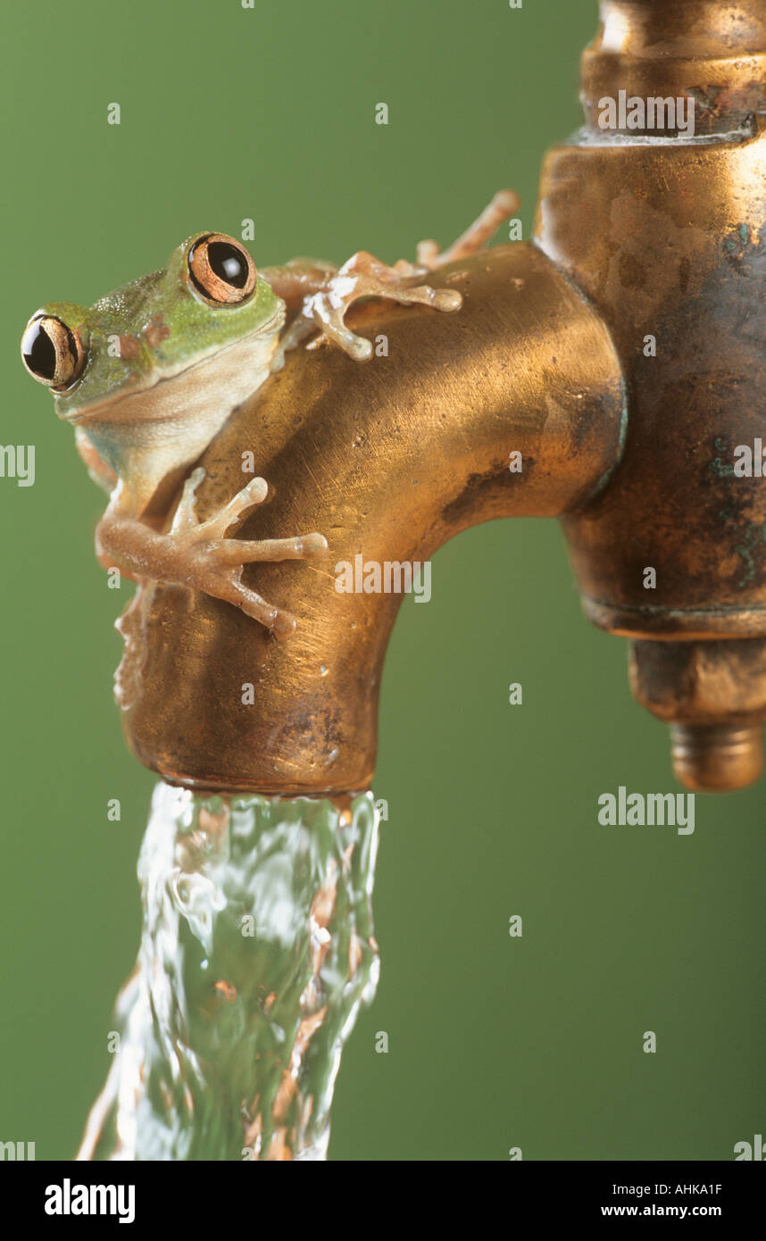Frog on running tap Stock Photo - Alamy