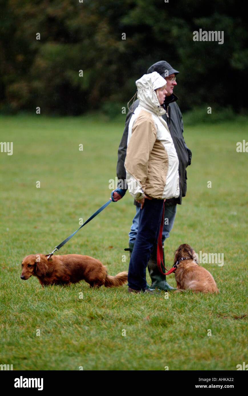 Man walking dogs on leads hi-res stock photography and images - Alamy
