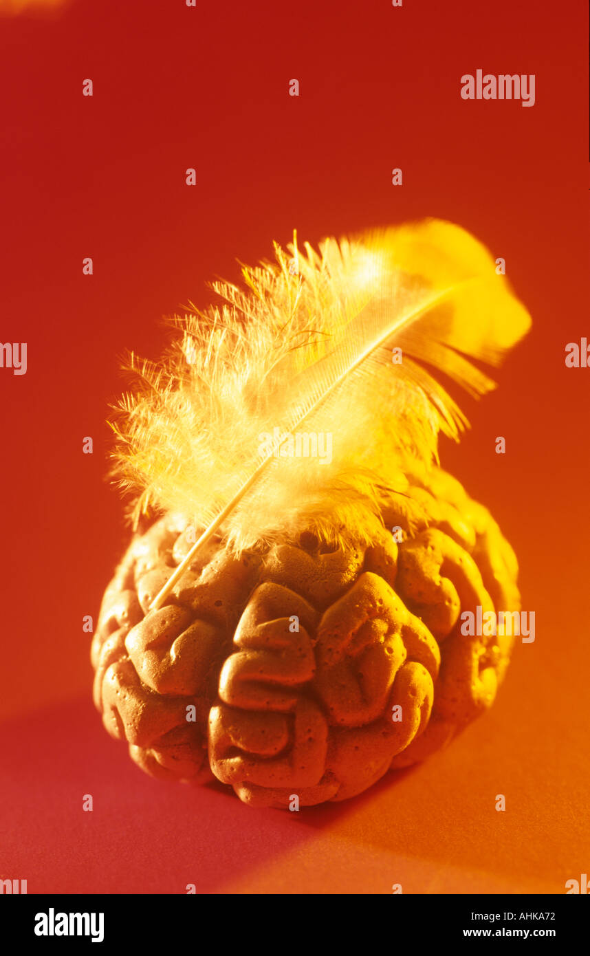 Shallow brained hi-res stock photography and images - Alamy