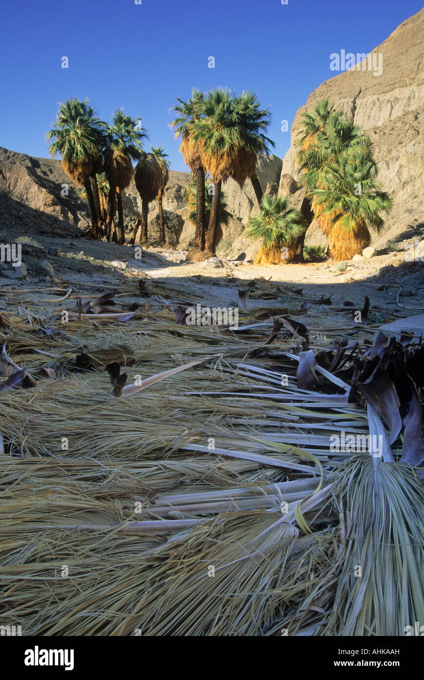 California Fan Palm at Hidden Springs Oasis in the Mecca Hills ...