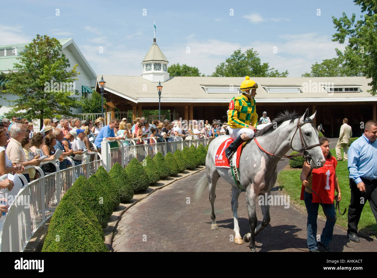 Thoroughbred in Paddock Stock Photo - Alamy