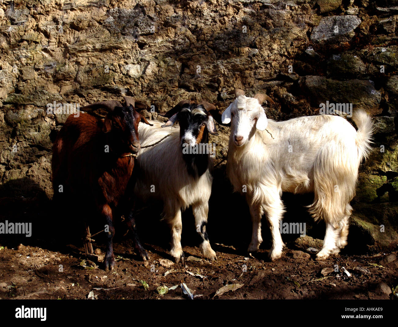 Goats await their fate at the market in Namche Bazaar in the Nepal ...