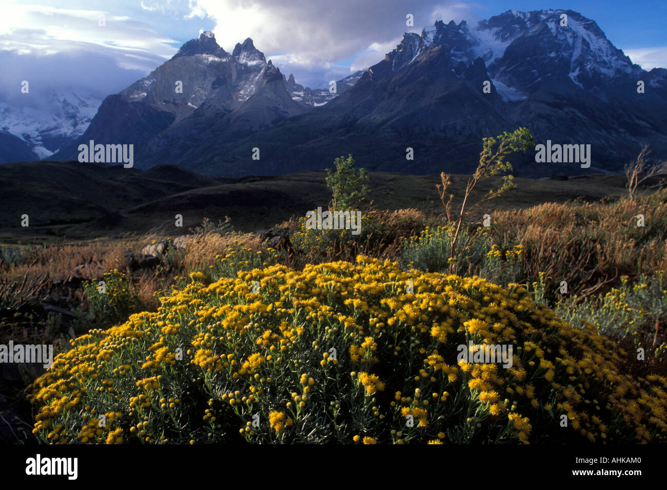 Chile Torres del Paine National Park Yellow wildflowers and Los Cuernos ...