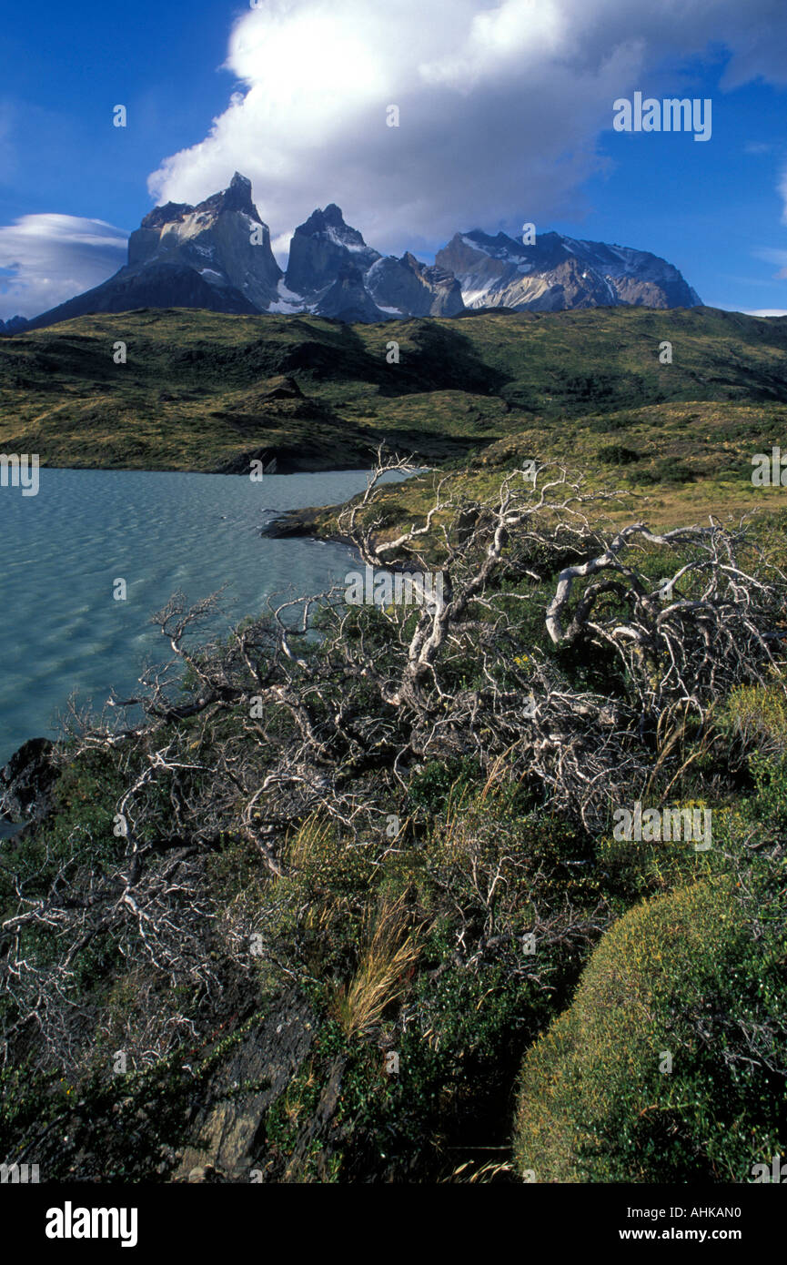 Chile Torres del Paine National Park Gnarled trees and windswept clouds ...