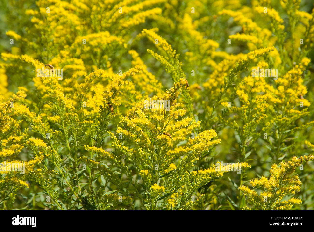 Field of Goldenrod Stock Photo - Alamy