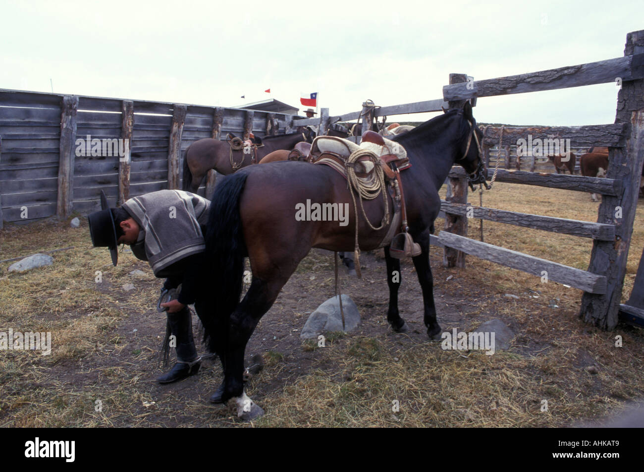 Chile Traditional Chilean Cowboy known as a Huaso checks horse s hoof ...