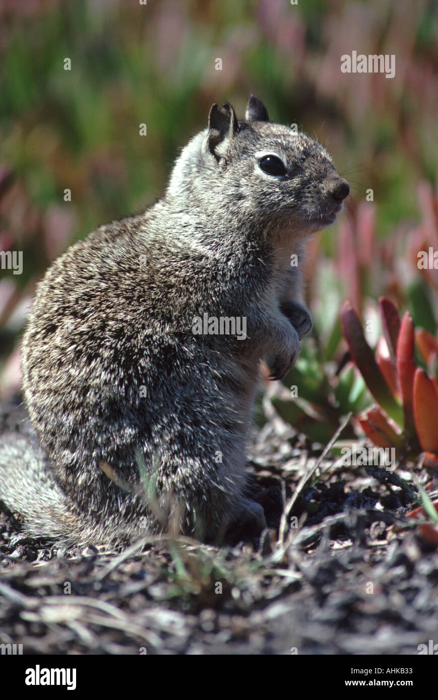Ground california hi-res stock photography and images - Alamy