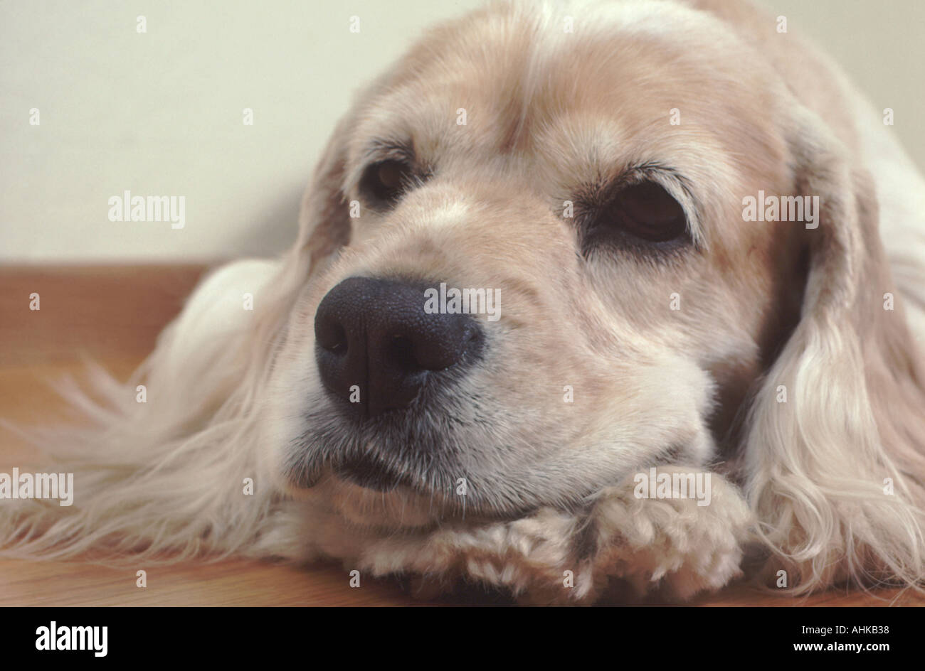 Female cocker spaniel resting her head on paw Stock Photo - Alamy