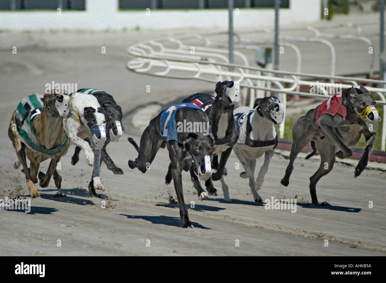 Dog Races in Florida Stock Photo - Alamy