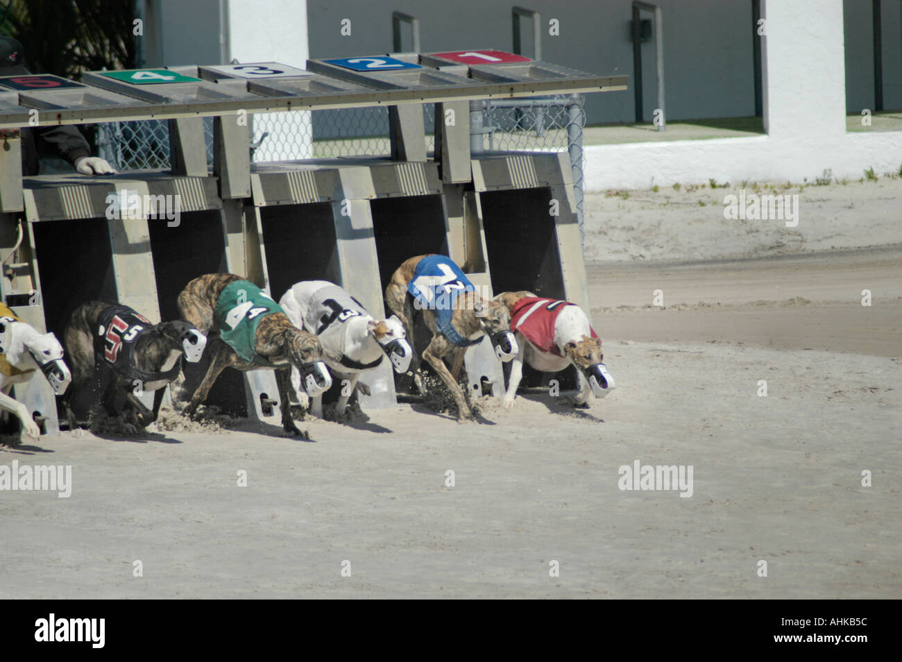 Dog races florida hi-res stock photography and images - Alamy