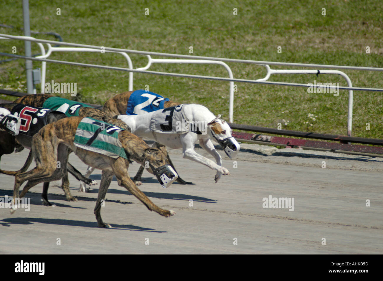 Dog Races in Florida Stock Photo - Alamy