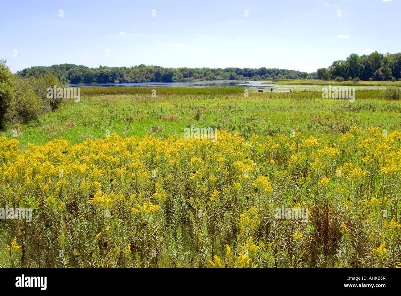 Wetlands & Field of Goldenrod Stock Photo - Alamy