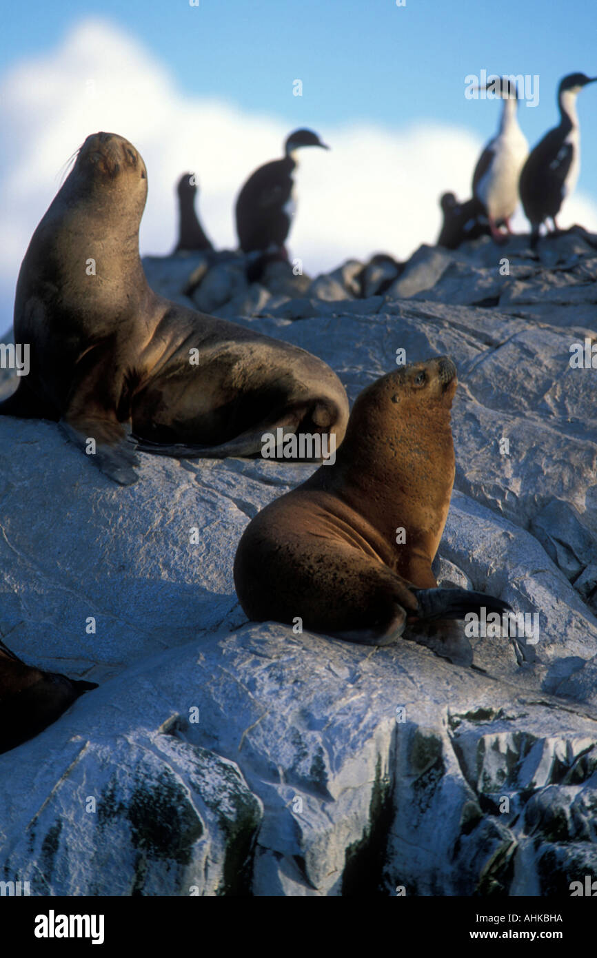 Beagle channel seals hi-res stock photography and images - Alamy