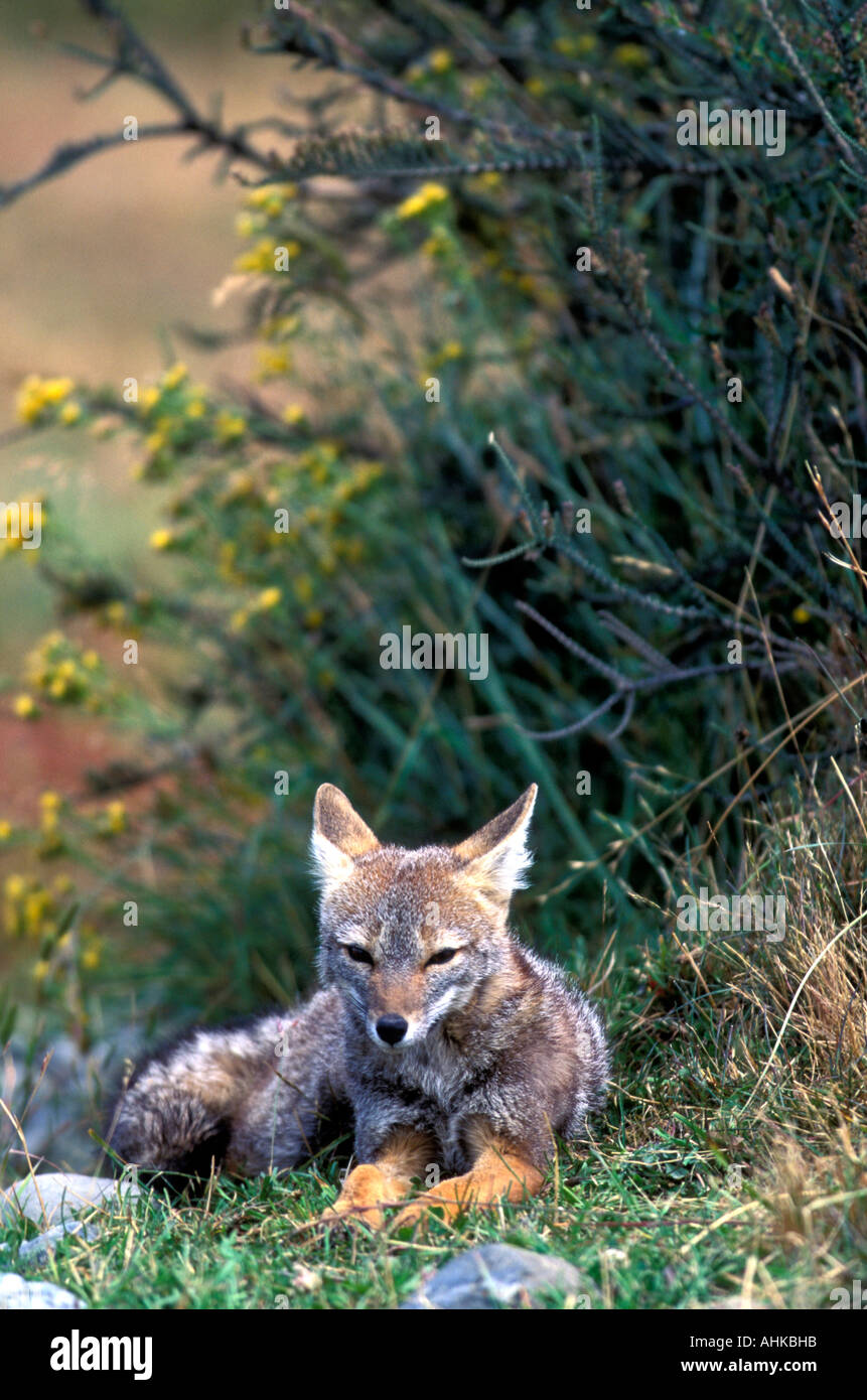 Chile Torres del Paine National Park Patagonian Gray Fox Pseudalopex ...