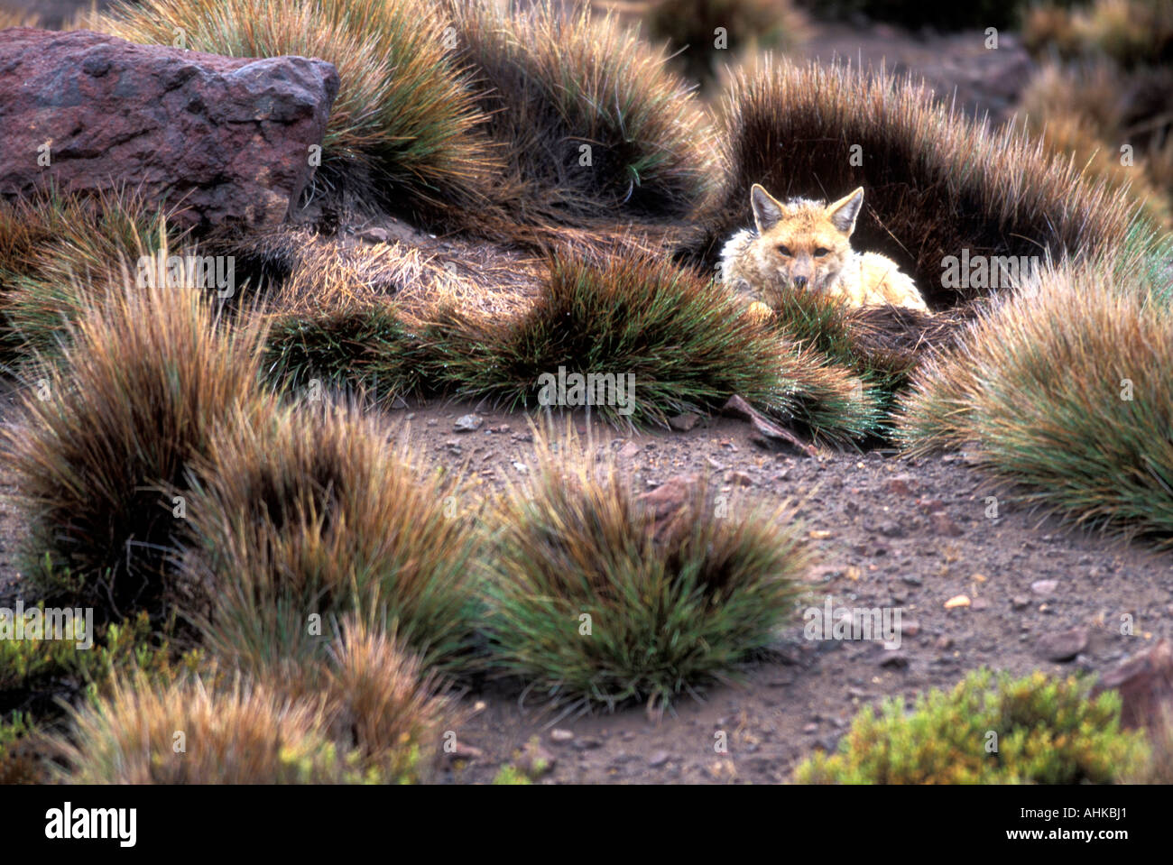 Chile Lauca National Park Red Fox Pseudalopex culpaeus rests in wet ...