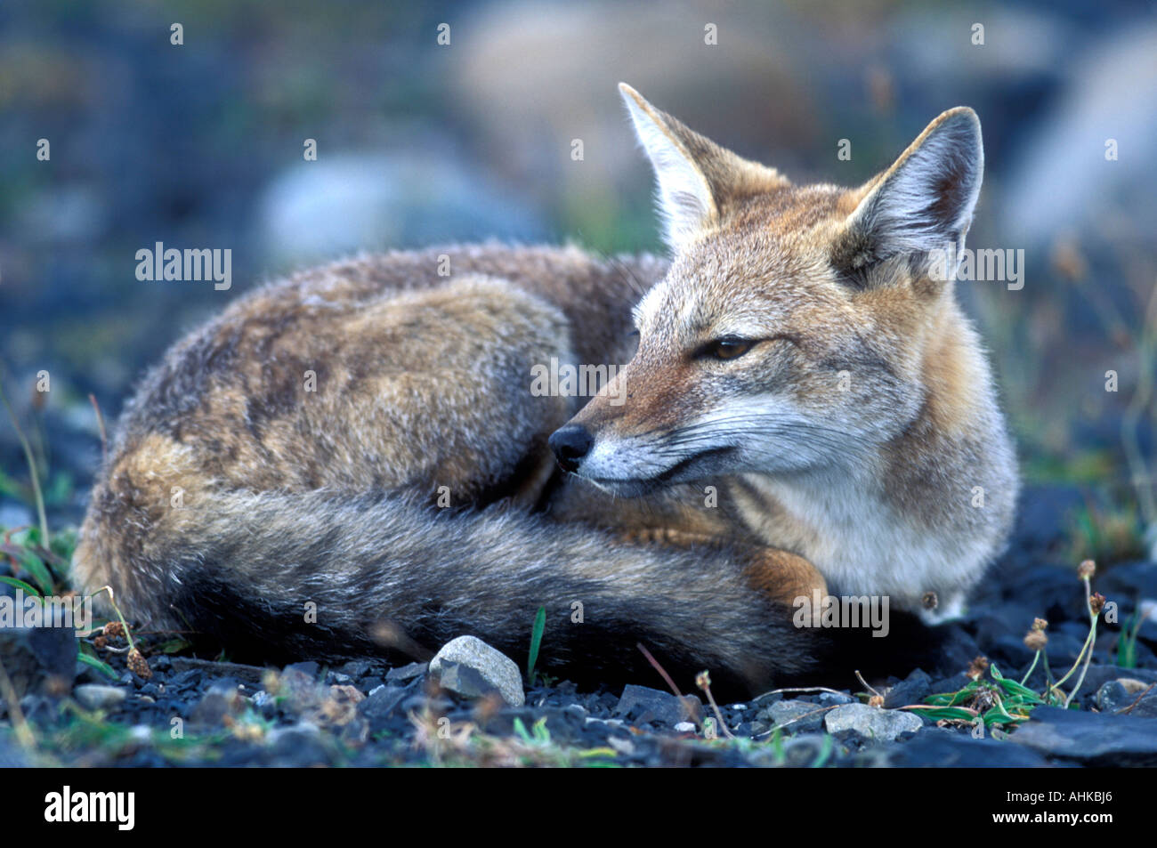 Chile Torres del Paine National Park Patagonian Gray Fox Pseudalopex ...