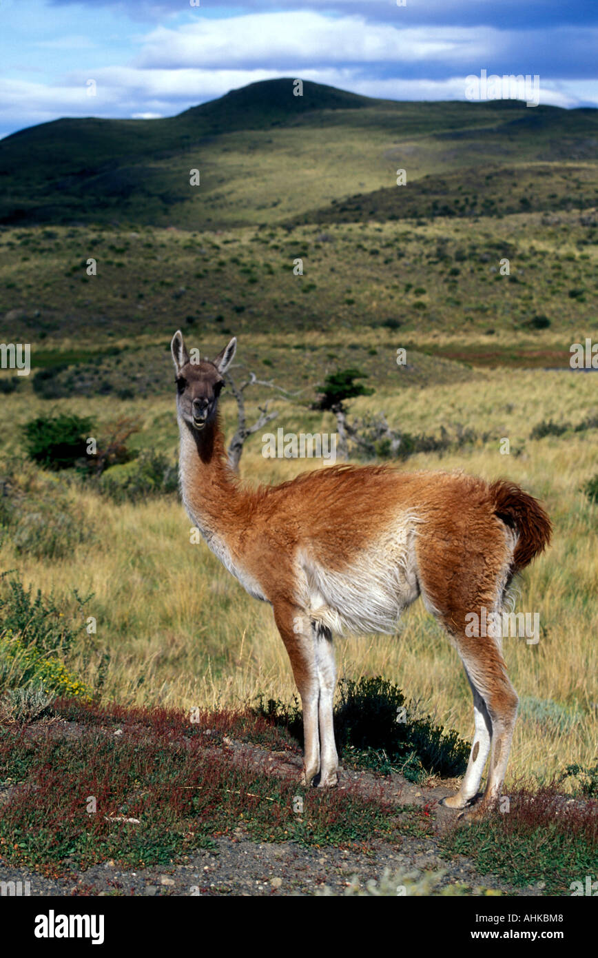 Chile Torres del Paine National Park Young Guanaco Lama guanicoe feeds ...