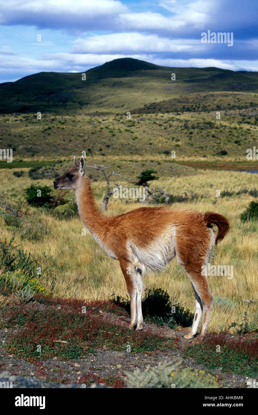 Chile Torres del Paine National Park Young Guanaco Lama guanicoe feeds ...
