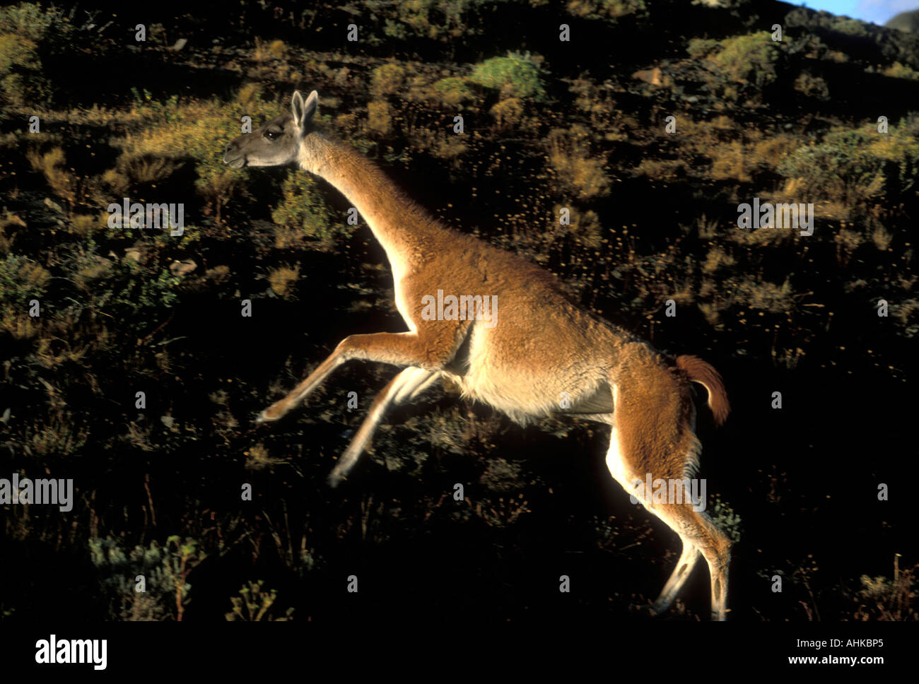 Running guanacos hi-res stock photography and images - Alamy