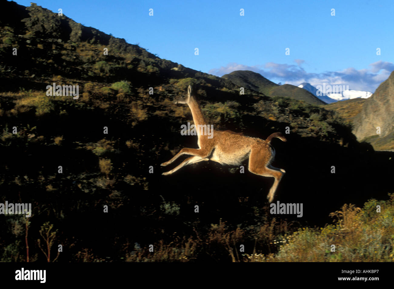 Chile Torres del Paine National Park Guanacos Lama guanaco running in ...