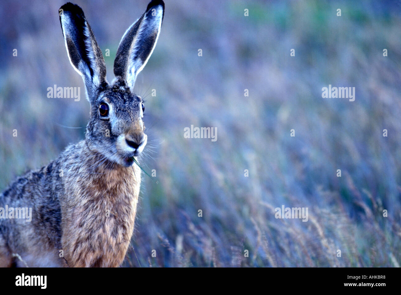Chile Torres del Paine National Park Hare Lepus capensis in tall grass ...