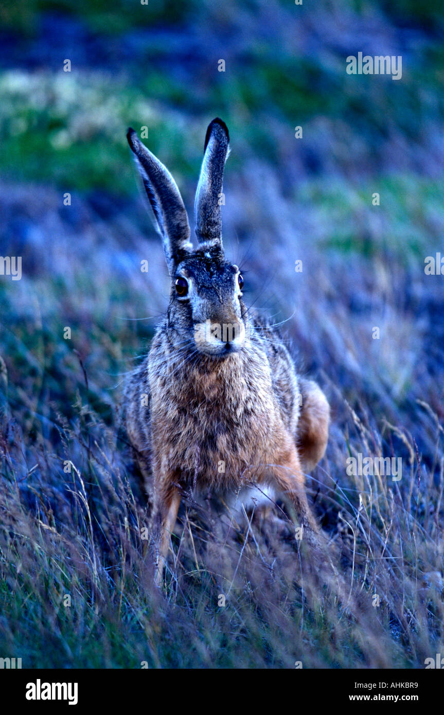 Chile Torres del Paine National Park Hare Lepus capensis in tall grass ...