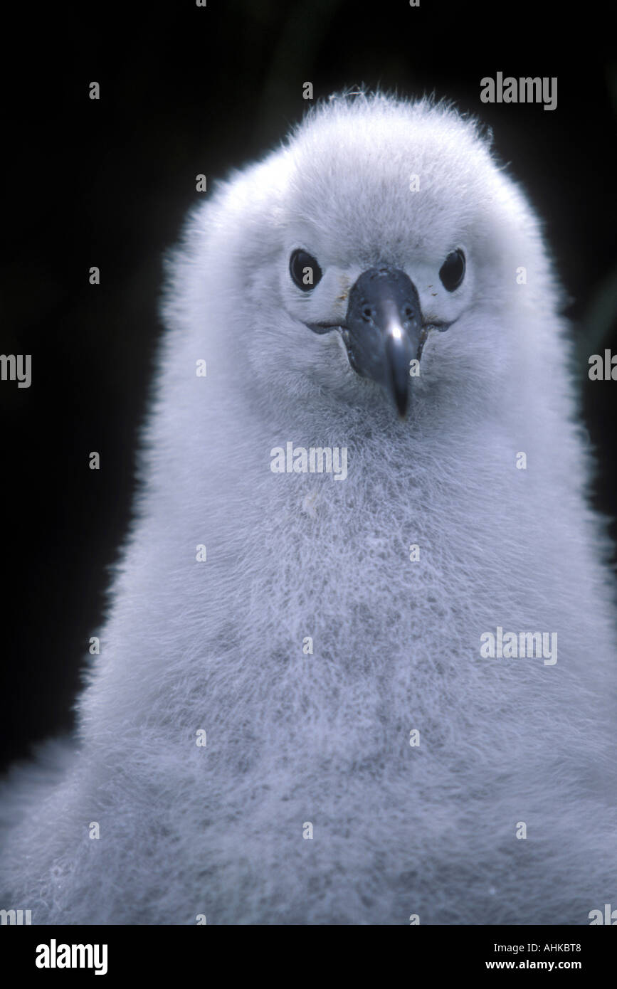 Chile Diego Ramirez Islands Gray headed Albatross Diomedea chrystoma ...