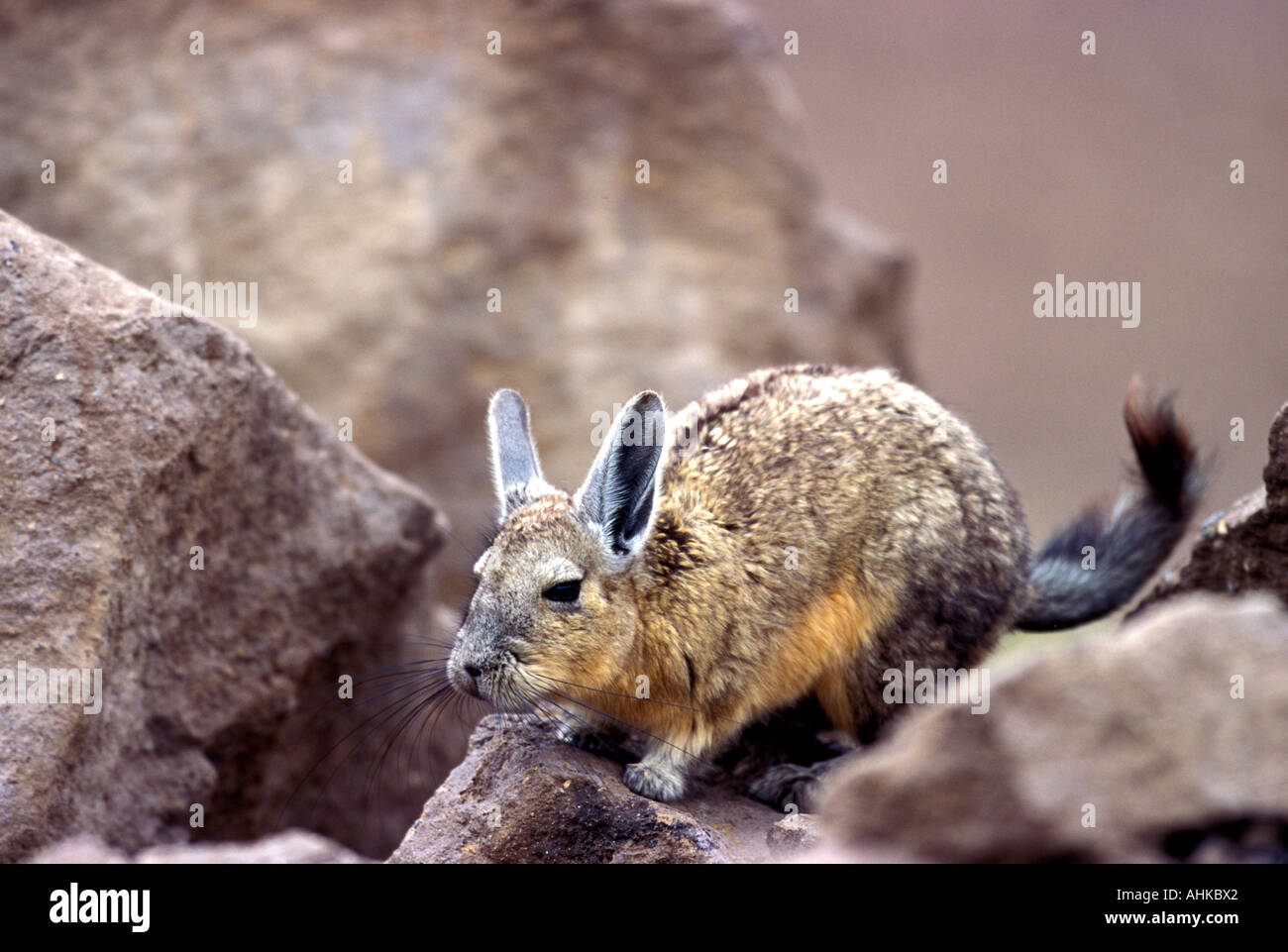 Chile Lauca National Park Vizcacha Lagidium viscacia in rocks at 14 500 ...
