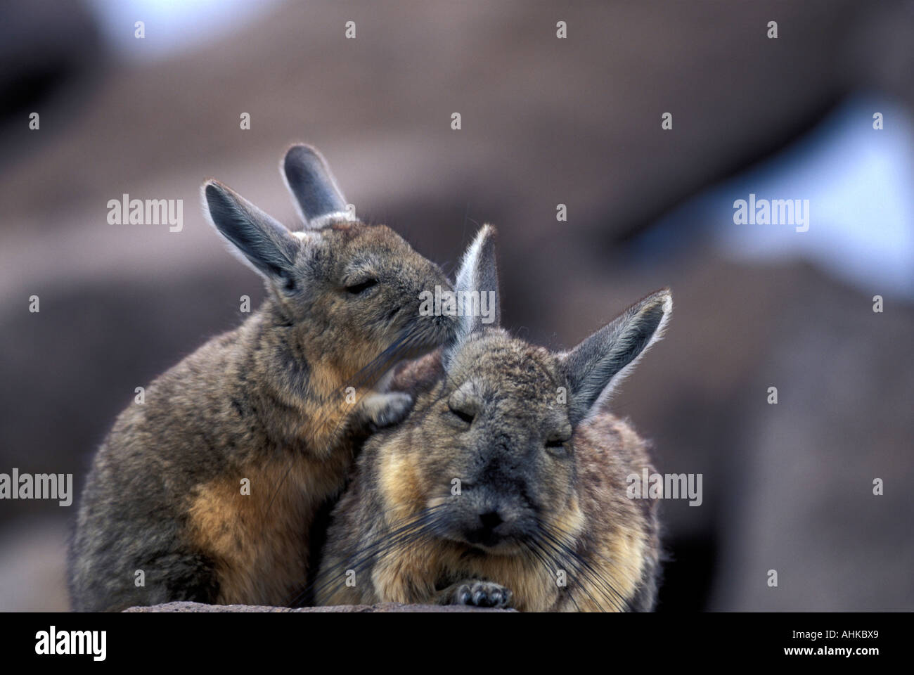 Vizcachas hi-res stock photography and images - Alamy