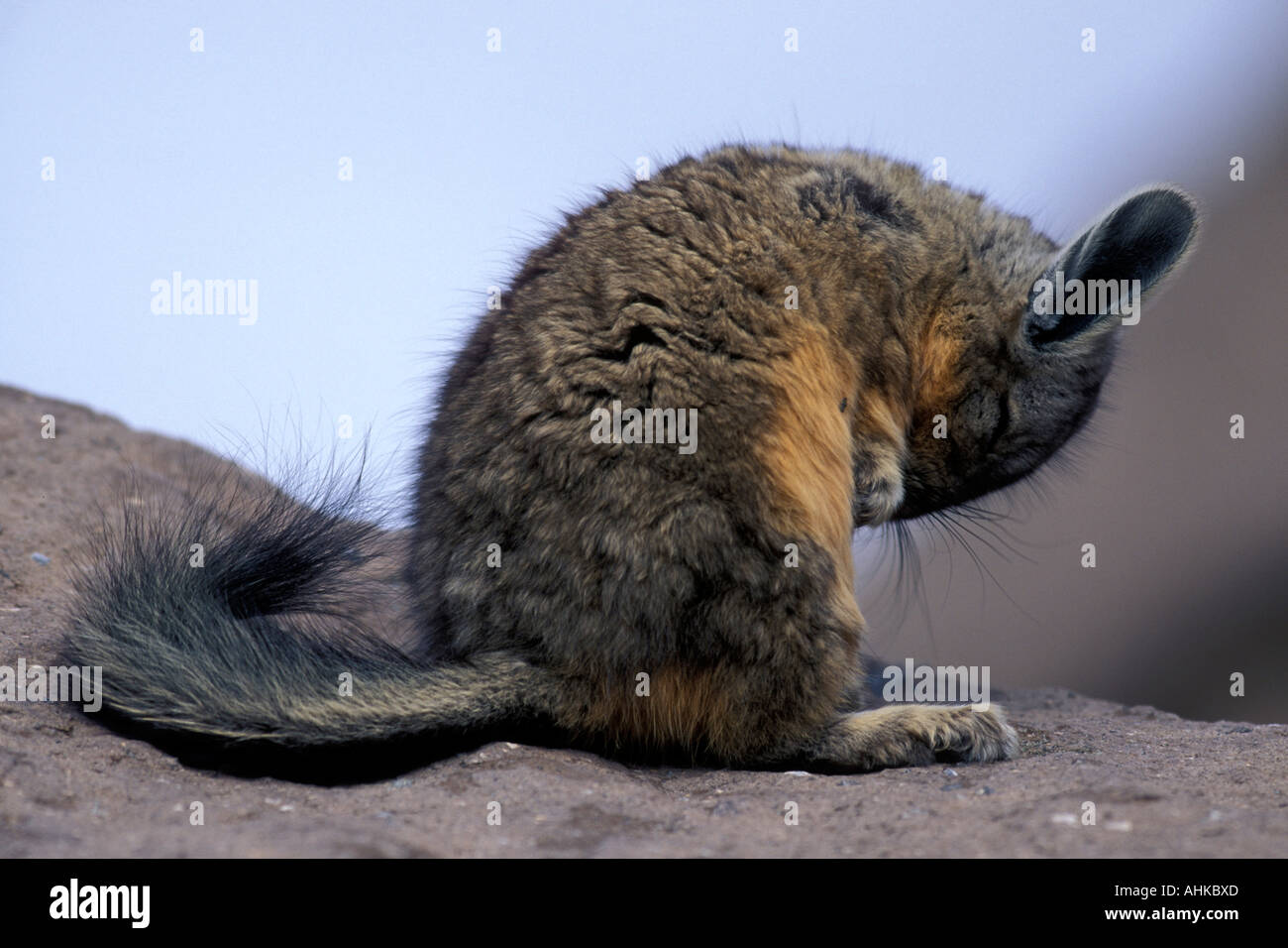 Chile Lauca National Park Vizcacha cleans itself Lagidium viscacia in ...