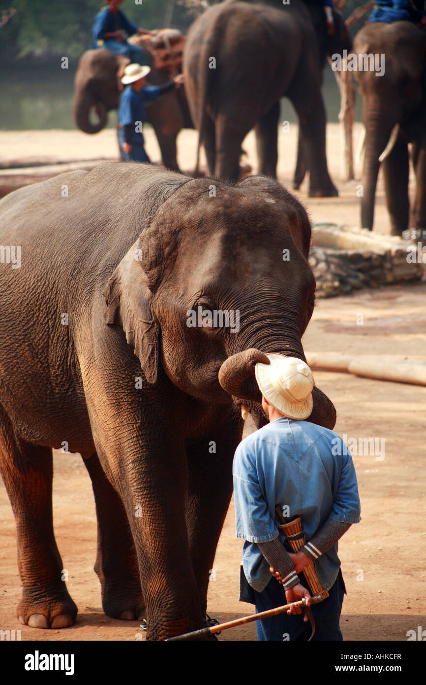 Elephant performing in the tourist show at the Thai Elephant ...