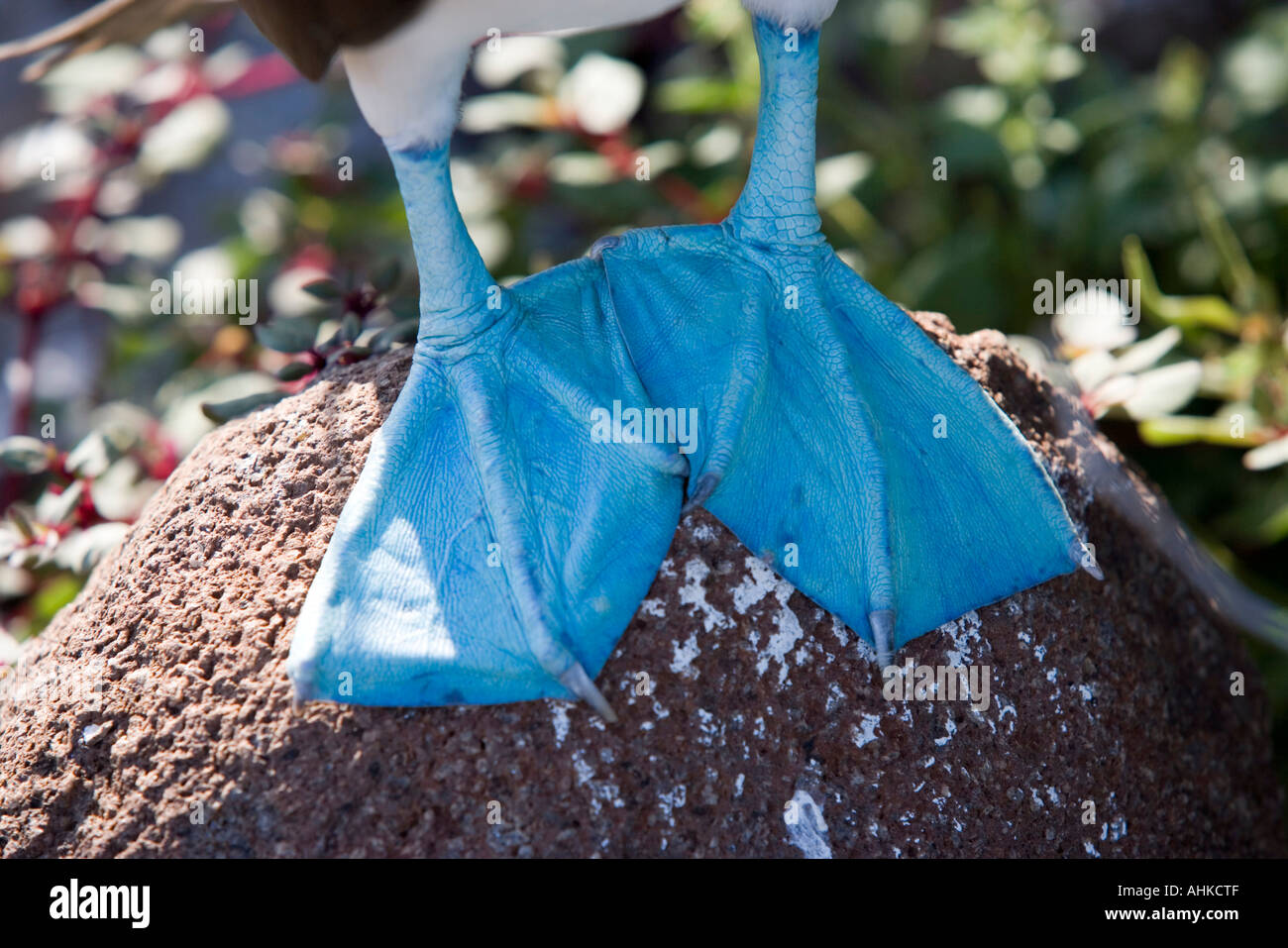 Webbed feet hi-res stock photography and images - Alamy