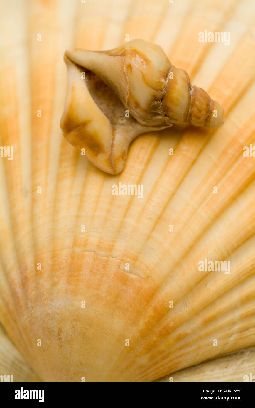 A simple graphic but beautiful studio image of a small shell sat on a ...