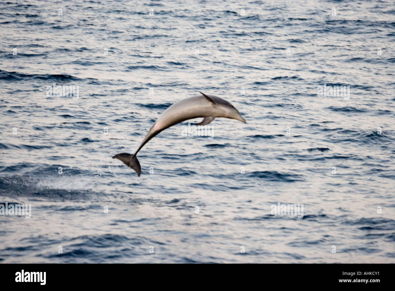 Ecuador Galapagos Islands National Park Bottlenose Dolphin Tursiops ...