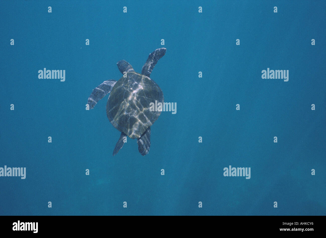 South America Ecuador Galapagos Islands Pacific Sea Turtle Chelonia ...