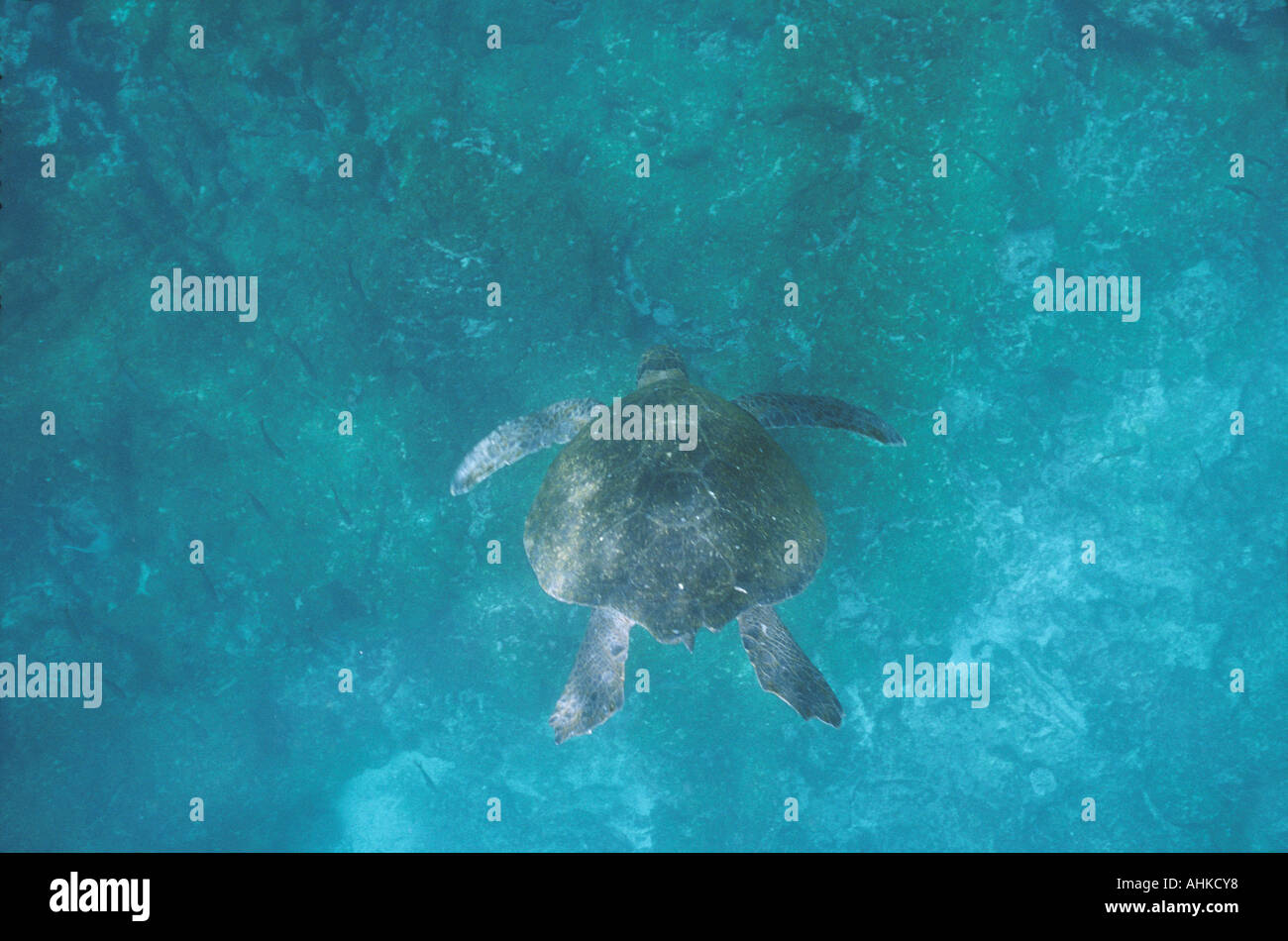 South America Ecuador Galapagos Islands Pacific Sea Turtle Chelonia ...