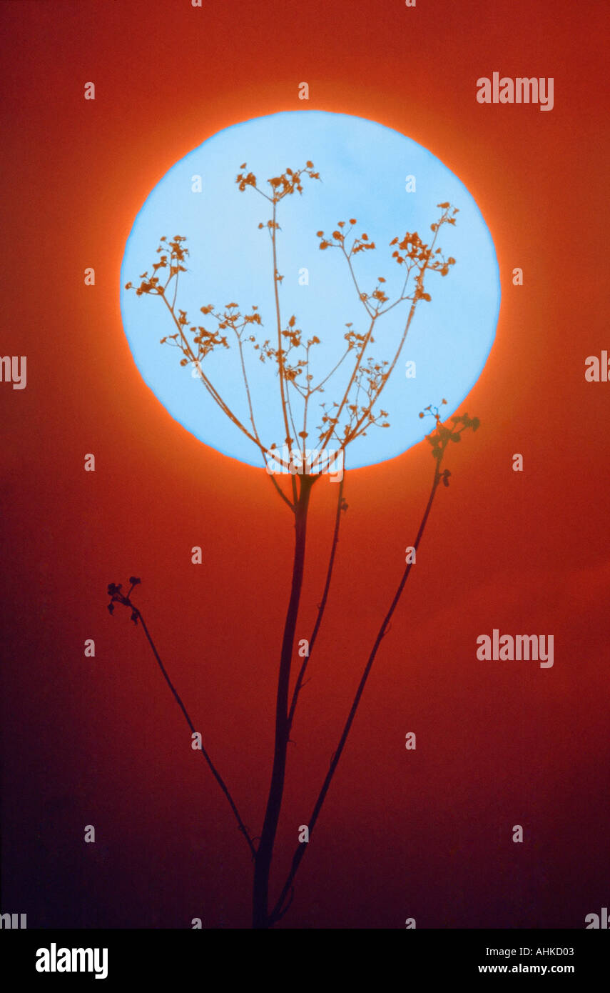 Moon seeds hi-res stock photography and images - Alamy